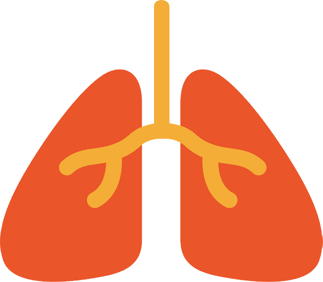 Transparent Lung Clipart - Orange Lungs Clipart - Png Download - Full ...