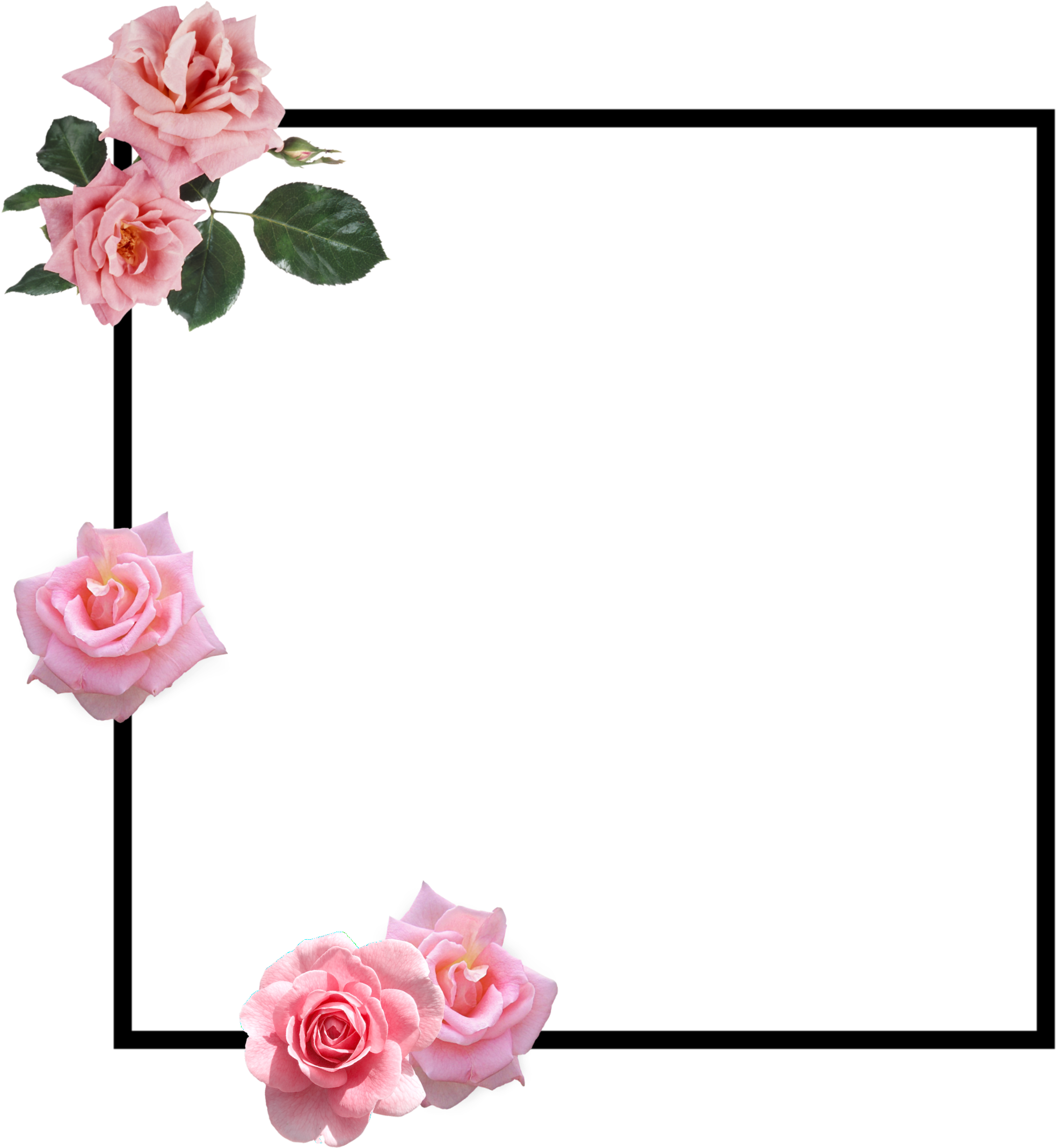 Pink Rose Border 💕 Clipart - Full Size Clipart (#5444074) - PinClipart