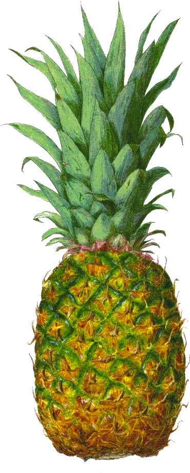 Pineapple Juice Tropical Fruit - Tropical Fruit Clipart - Full Size ...