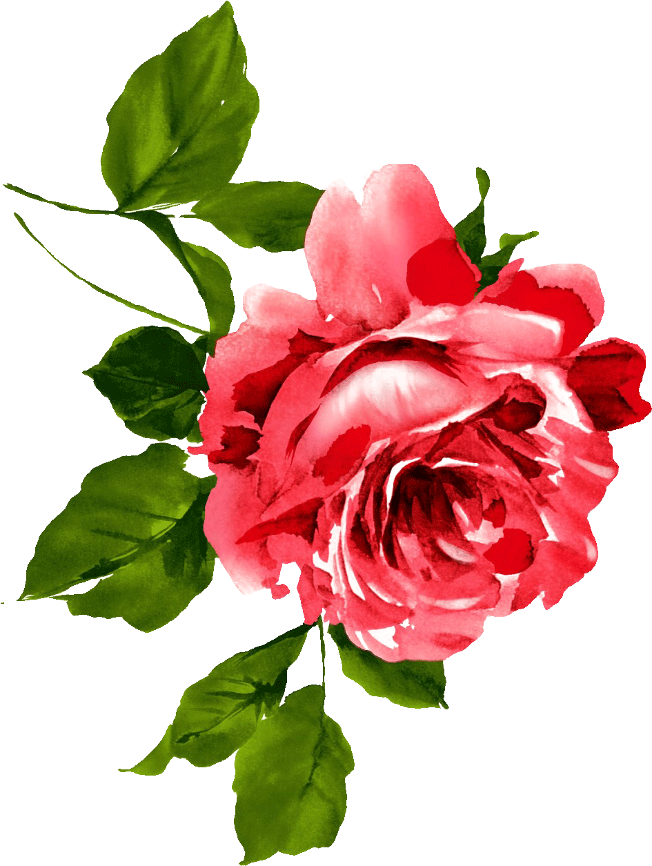 Transparent Watercolor Rose Clipart - Red Rose Watercolor Clipart - Png ...