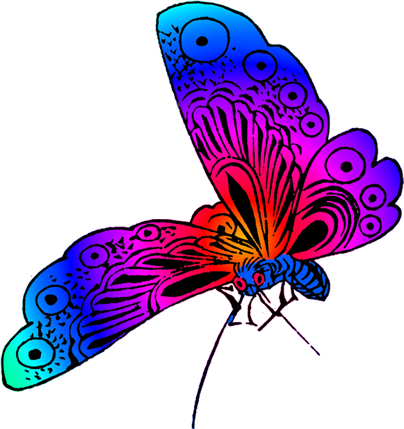 Colorful Beautiful Butterfly Images, Purple Butterfly - Butterfly Line ...