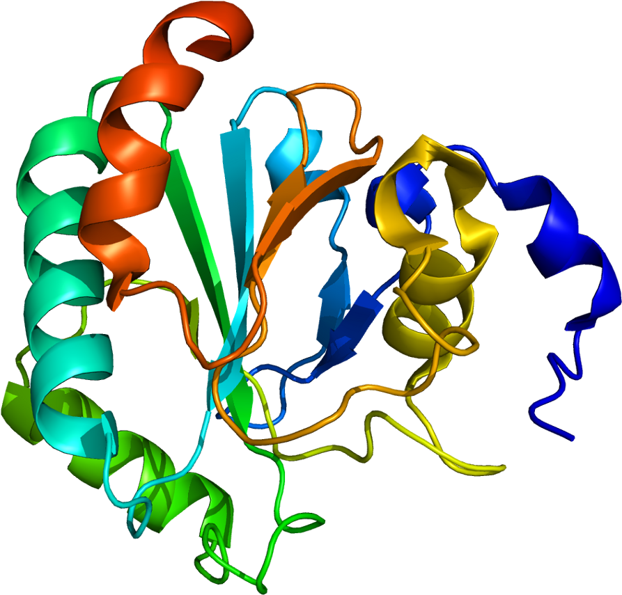 Protein Gpx4 Pdb 2gs3 - Enzyme Glutathione Peroxidase Clipart - Full ...