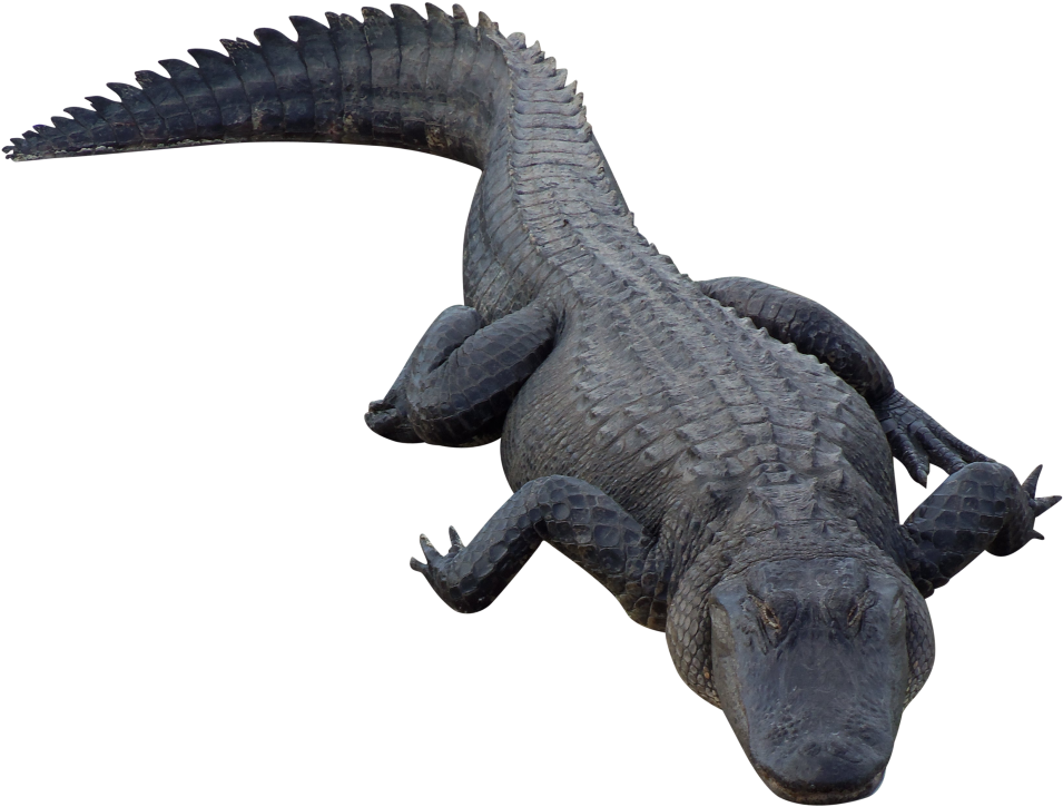 Alligator Png Clipart - Full Size Clipart (#5486462) - PinClipart
