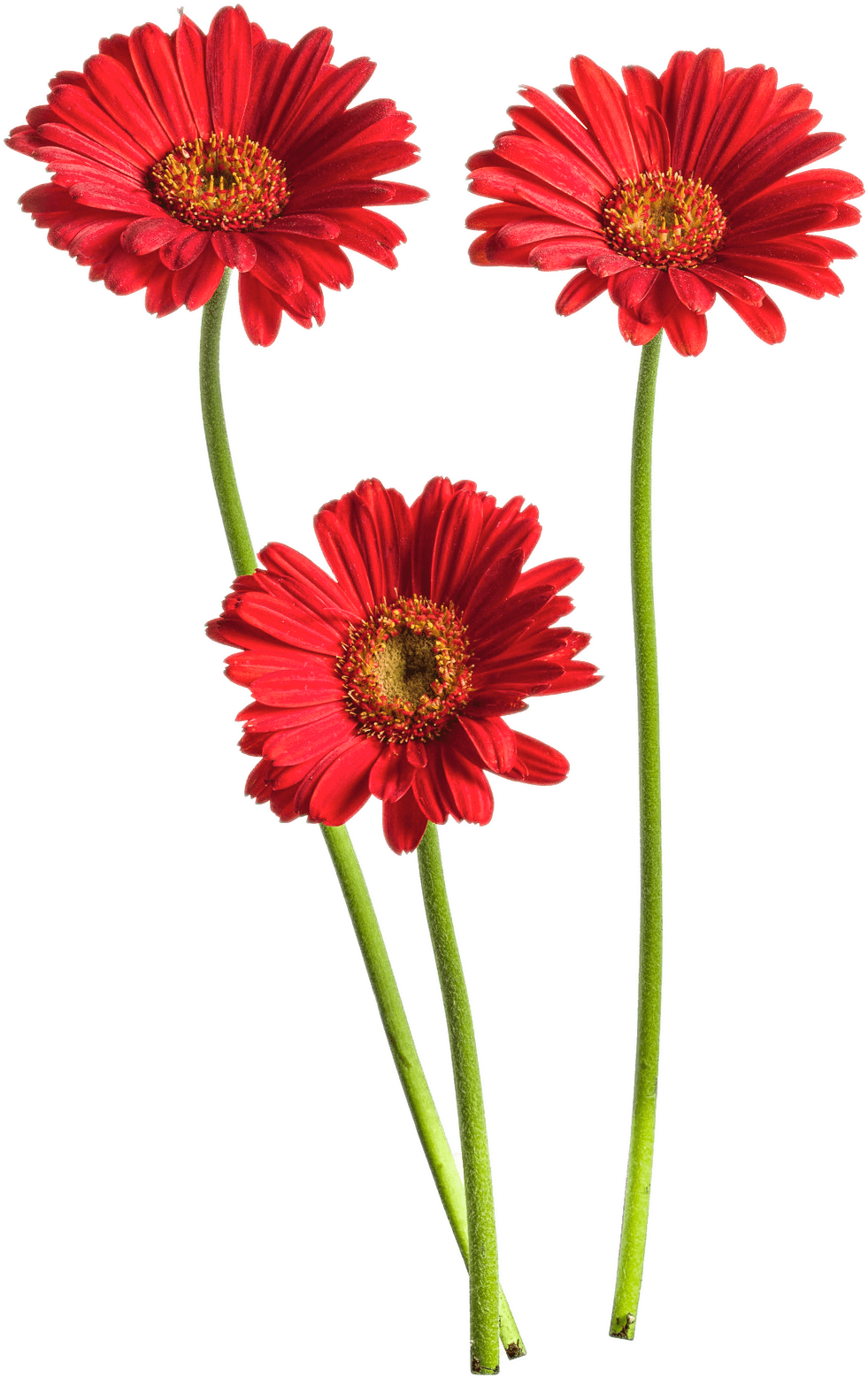 Download Gerbera Flower Png High-quality Image - Transparent Background ...