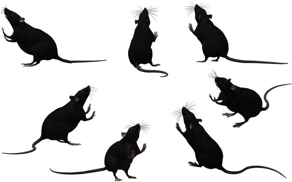 Whiskers Black Rat Laboratory Rat Mouse Rodent - Rats Clipart Black And ...