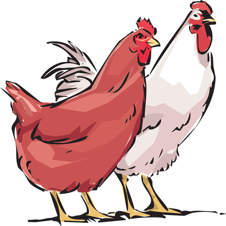 Hens Clipart - Png Download - Full Size Clipart (#5521463) - PinClipart