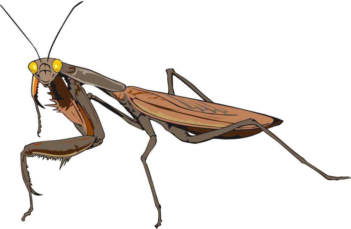 Download Vector Insects Praying Mantis - รูป วาด ตั๊กแตน ตำ ข้าว ...
