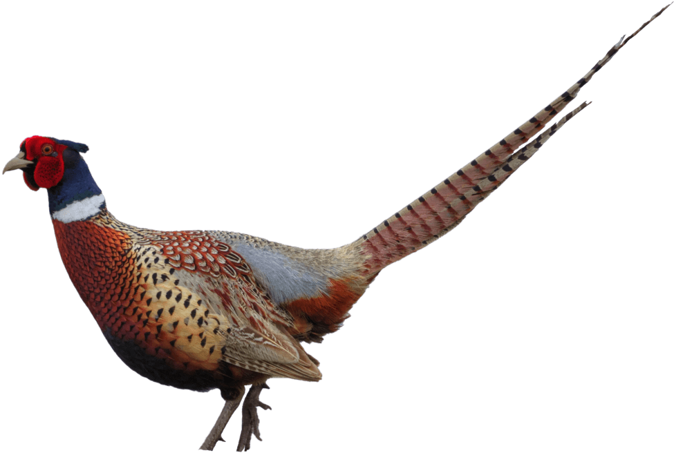 Download Pheasant Clip Art - Pheasant Png Transparent Png (#5524113 ...
