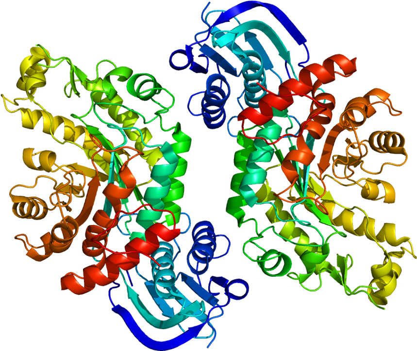 Protein Hexb Pdb 1nou - Beta Hexosaminidase Clipart - Full Size Clipart ...