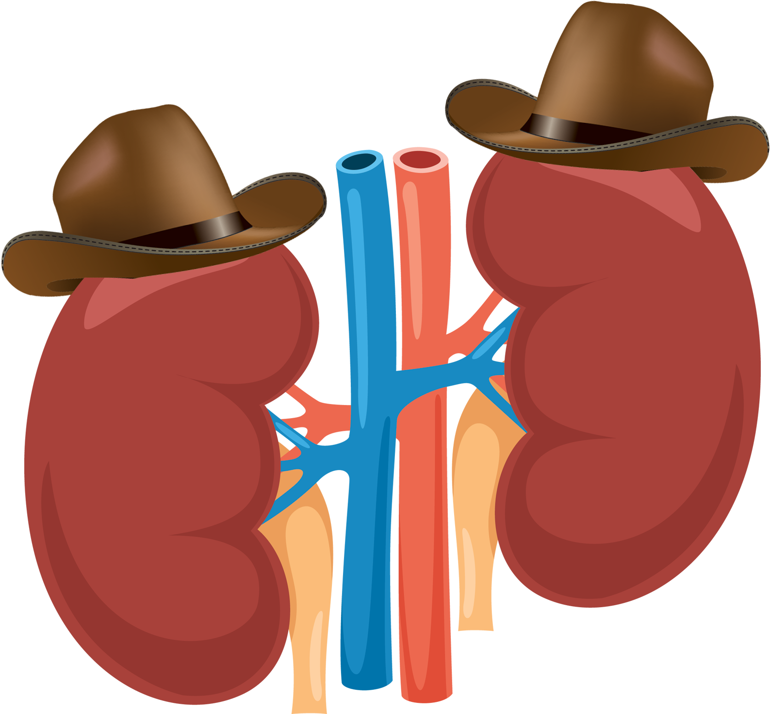 9 Great Herbs For Kidney Cleansing Clipart - Full Size Clipart ...