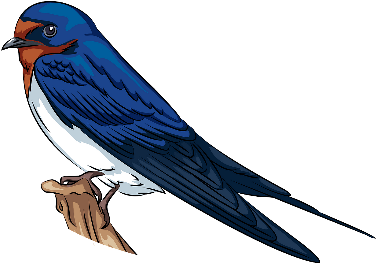 Barn Swallow Clipart - Swallow Clipart - Png Download - Full Size ...