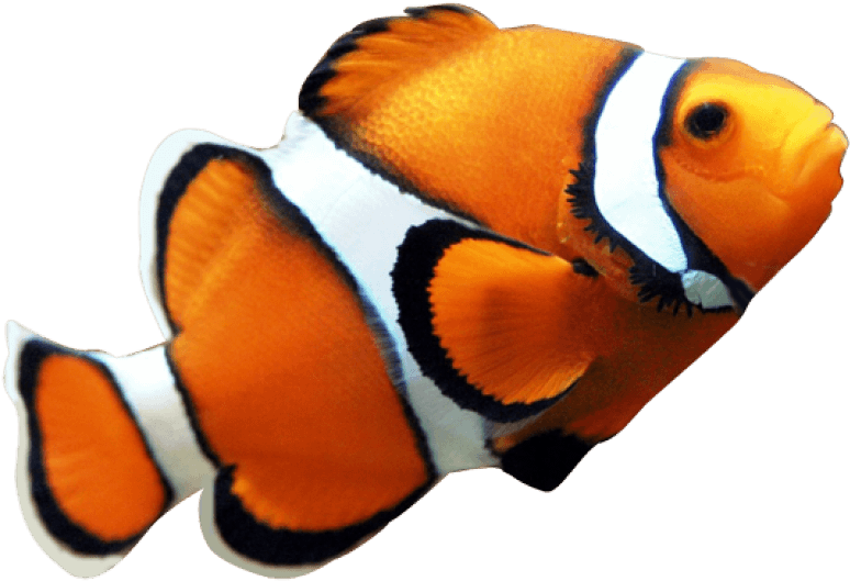 Download Transparent Finding Nemo Marlin Png - Transparent Background ...
