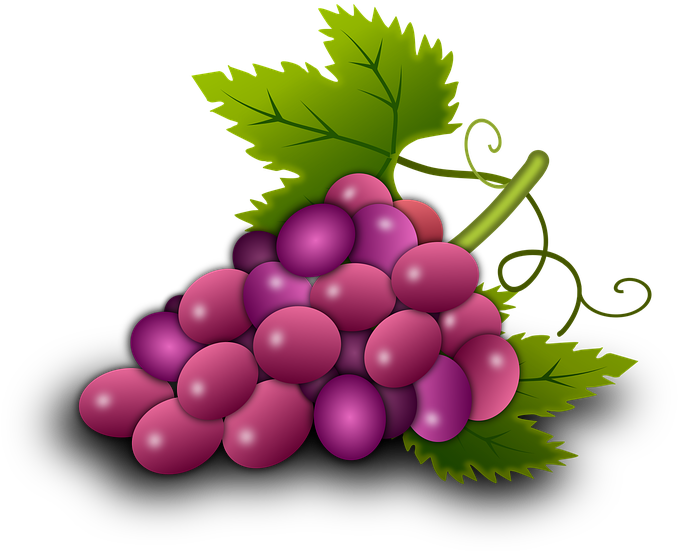 Download Illustration Grapes Vine Vineyard Wine - อ งุ่่ น Png Clipart ...