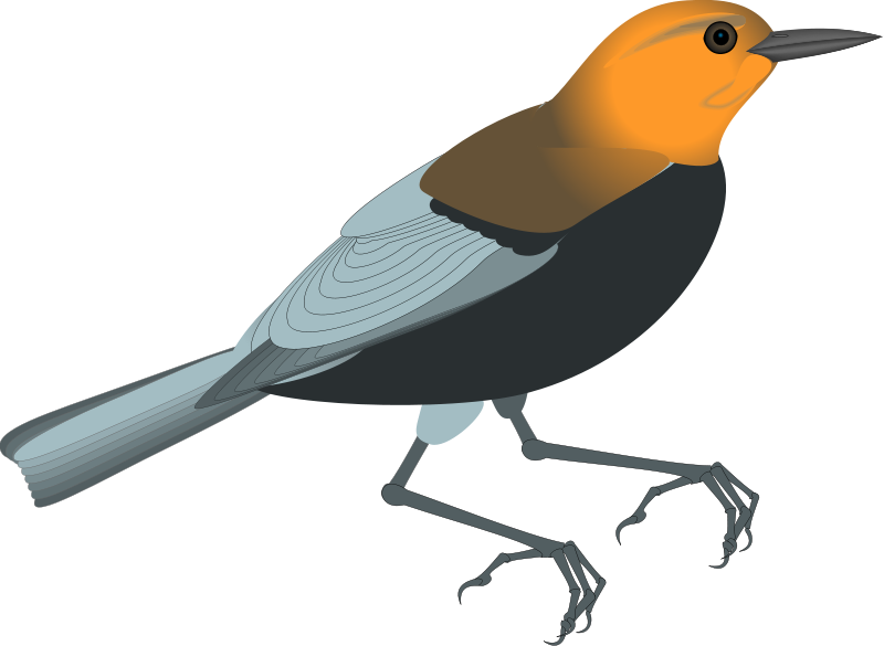 Free Vector Bird - European Robin Clipart - Full Size Clipart (#5560815 ...