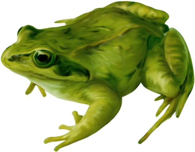 Download Transparent Background Realistic Frog Clipart - Png Download ...