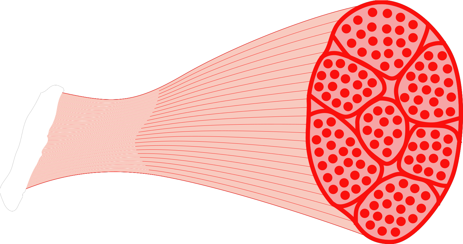 Download Transparent Skeletal Muscle Png Clipart (#5603725) - PinClipart