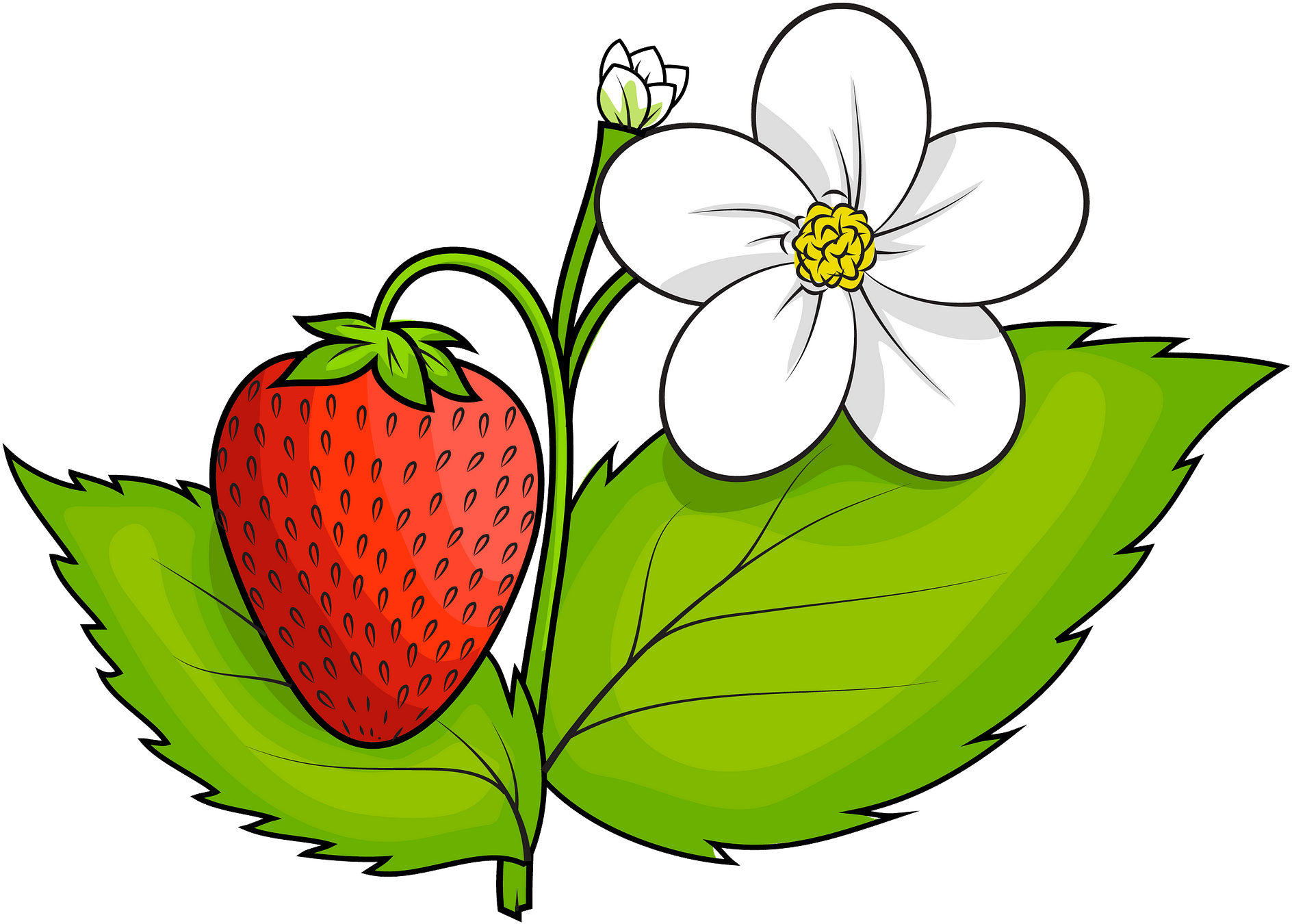 Plant Clipart Free Download - Strawberry Plant Clipart - Png Download ...
