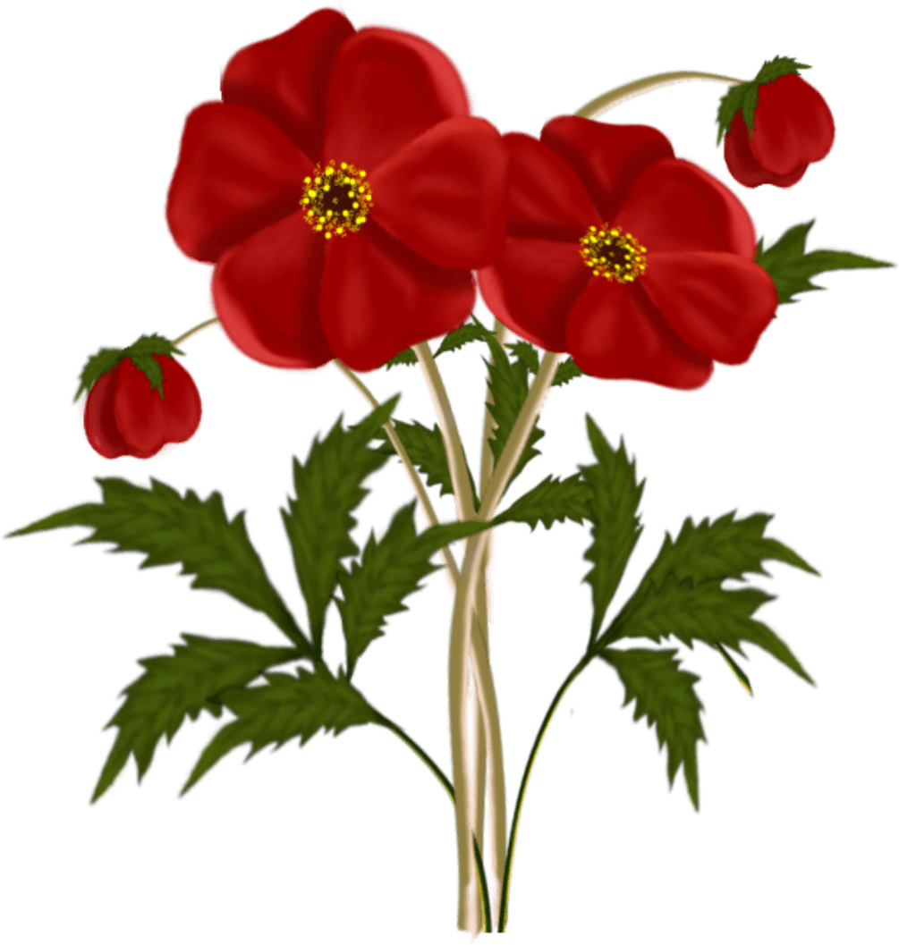 Frames & Png Red Flowers Clipart - Red Flowers Transparent Png - Full ...
