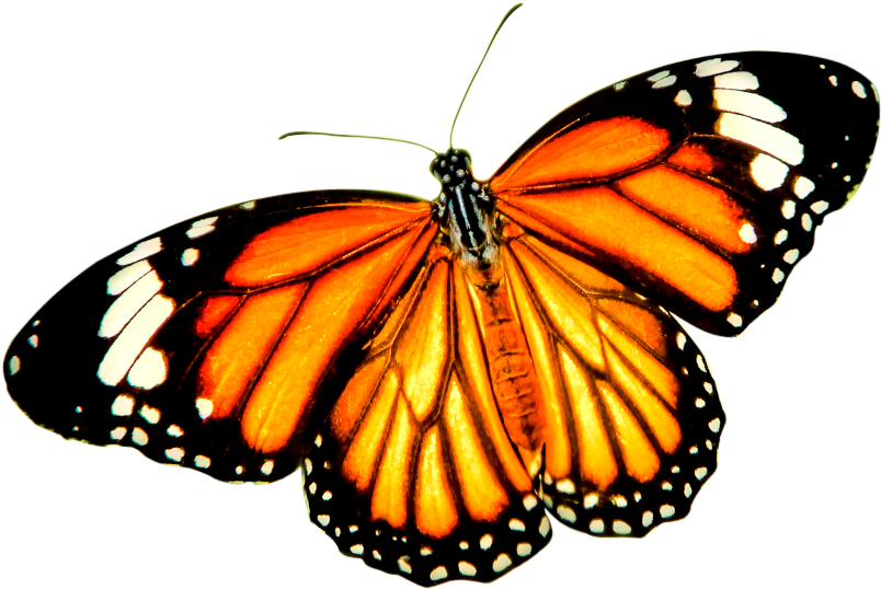 Download Monarch Butterfly Tiger Danaus Genutia Insect - Transparent ...