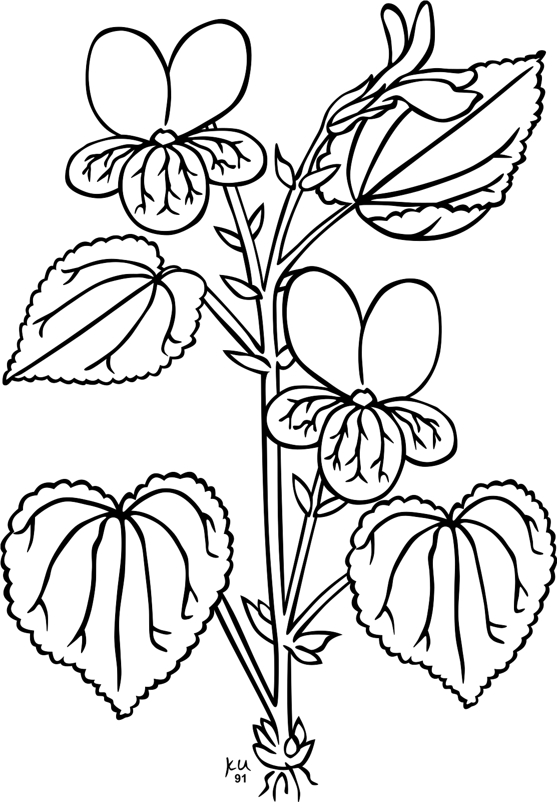 Parts Of Plants Outline Clipart - Full Size Clipart (#5631890) - PinClipart