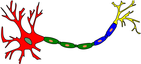 Neuron-colored Png Images - Neuron Clip Art Transparent Png - Full Size ...