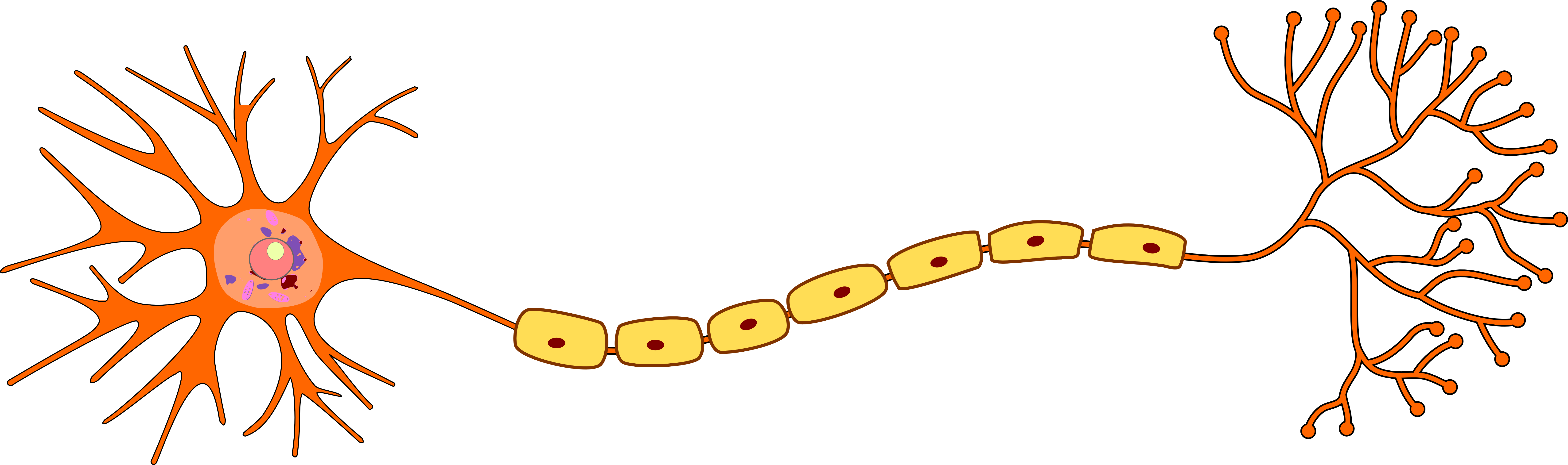 Structure Of Neuron - Neuron Png Clipart - Full Size Clipart (#5634212 ...