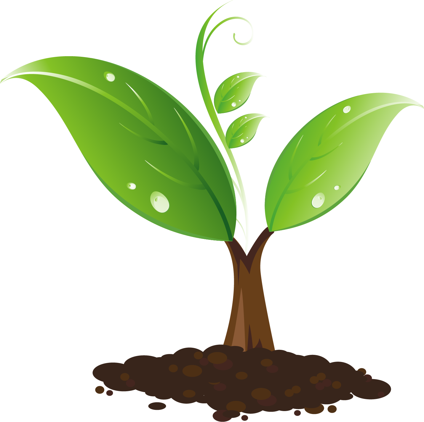 Download Sapling Clipart - Png Download (#5642250) - PinClipart
