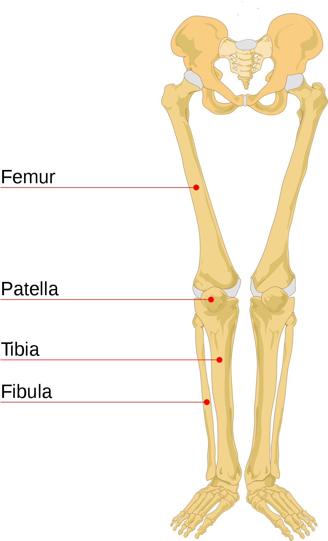 Leg Bone Leg Bones Labeled Human Leg Bones Clipart Full Size Leg Bone Leg Bones Labeled Human Leg Bones Clipart Full Size