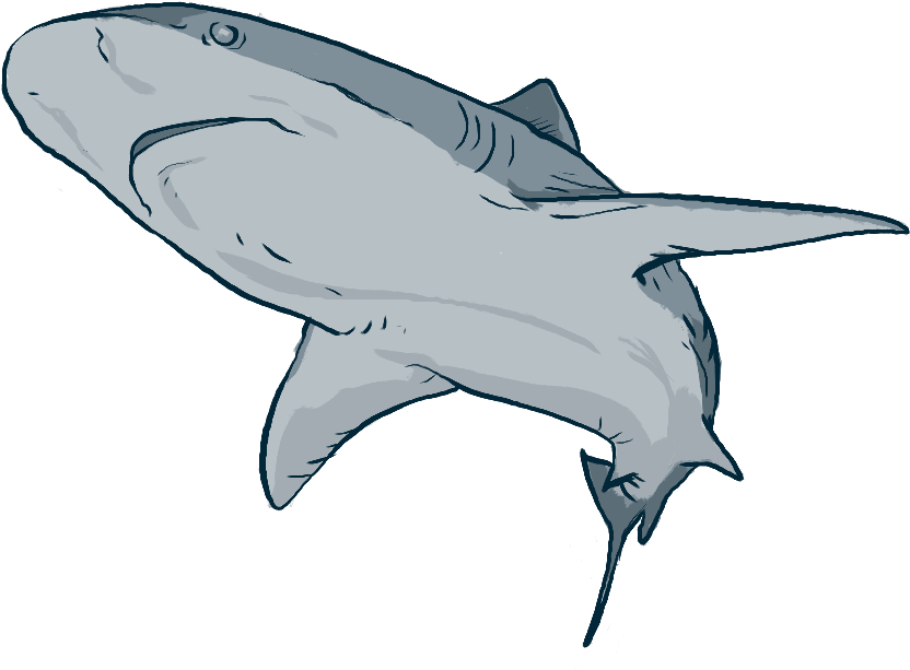 Transparent Mean Shark Clipart - Great White Shark - Png Download ...