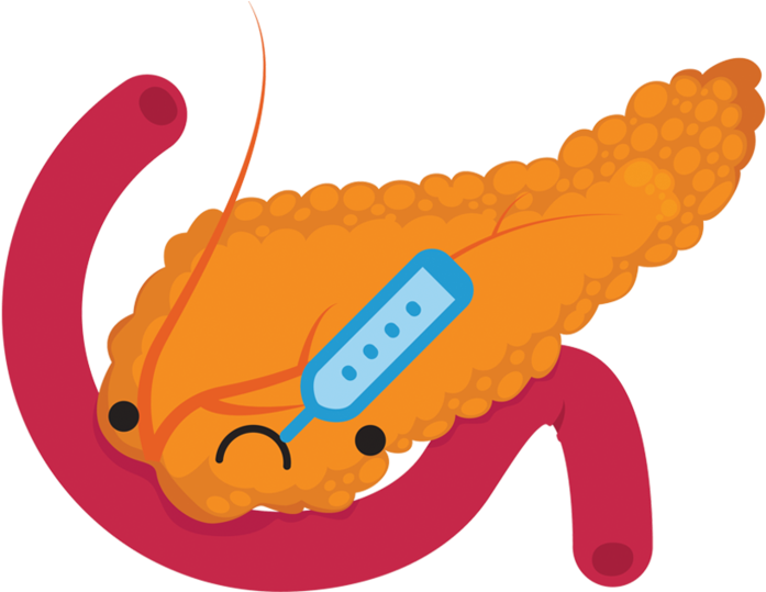 Download Transparent Pancreas Png - Pancreas Clipart (#5661127 ...