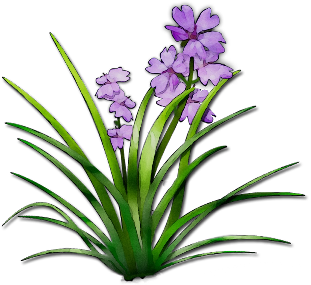 Herbaceous Plant Plant Stem Plants Terrestrial Plant - Plants Clipart ...