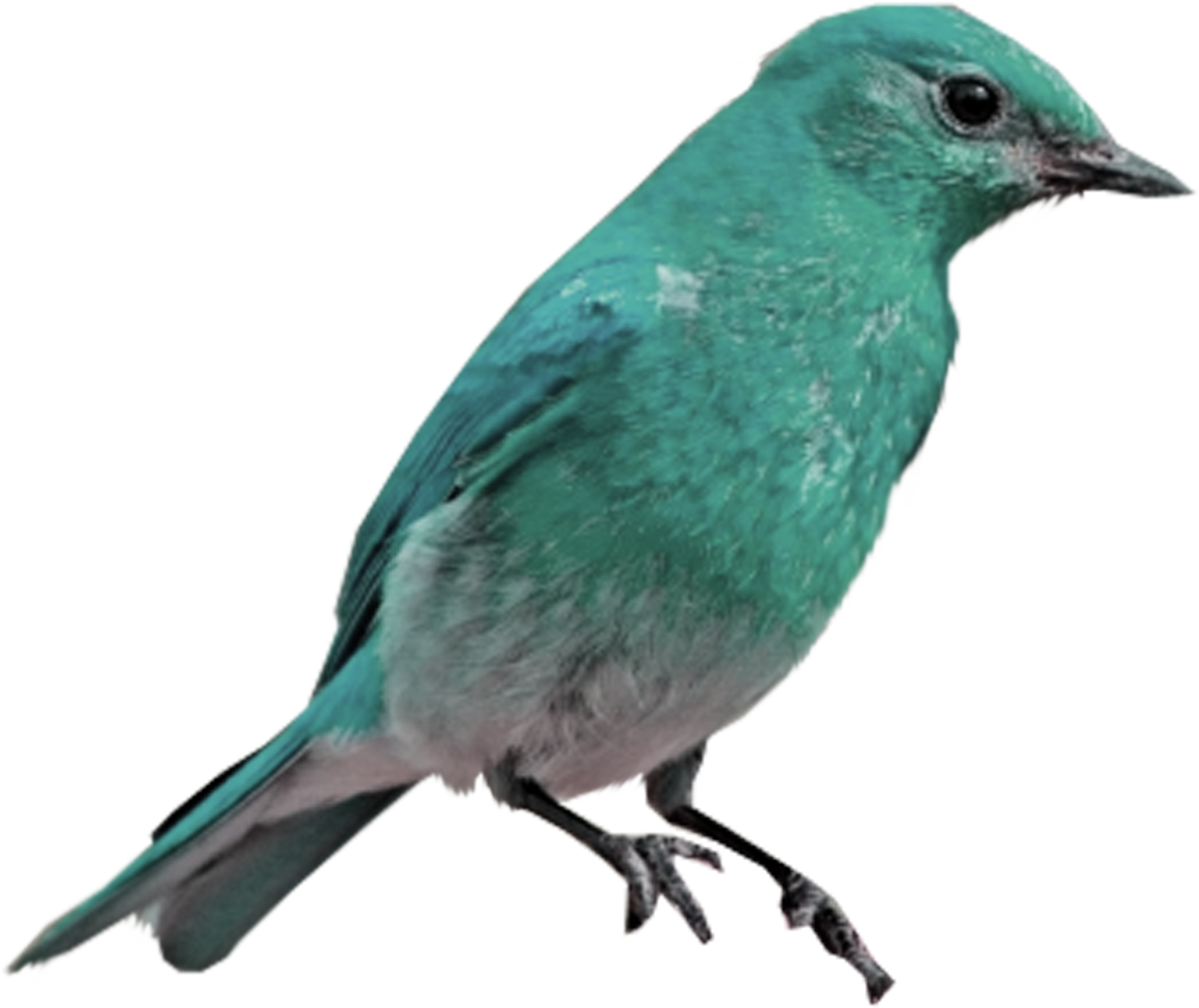 Mountain Bluebird Western Bluebird Eastern Bluebird - Blue Bird Png ...