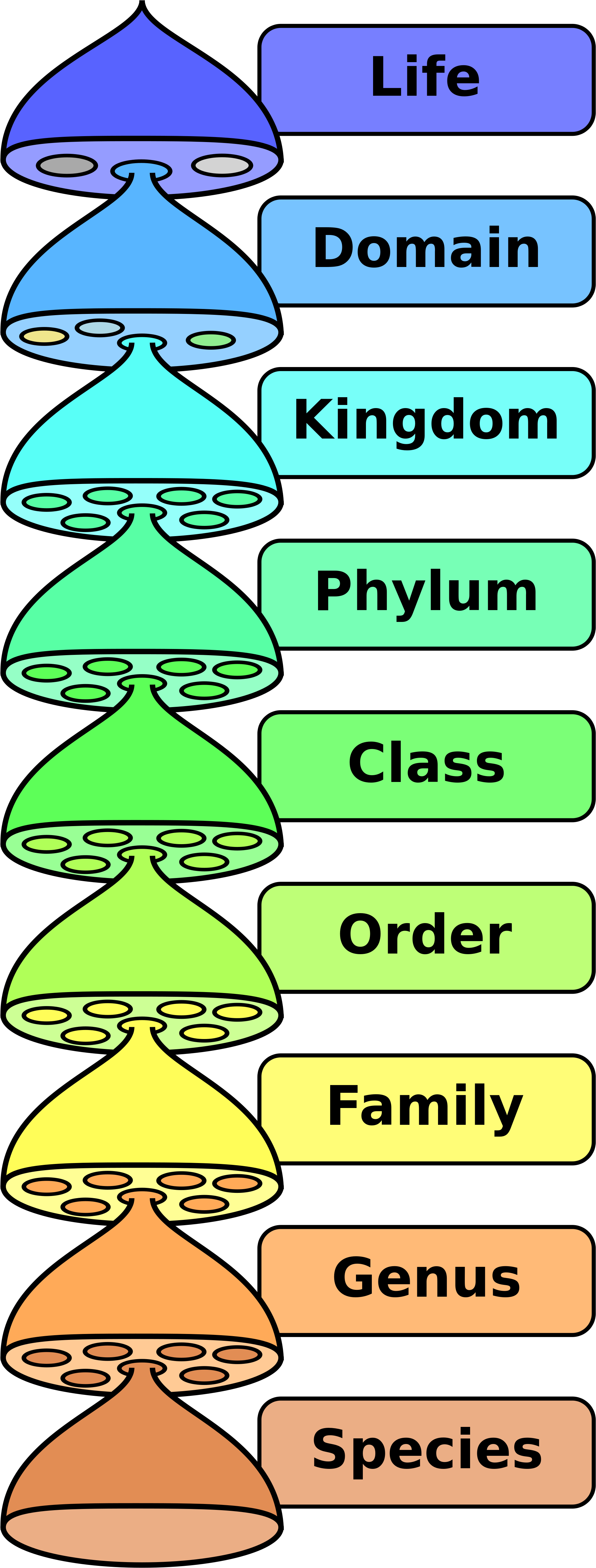 Transparent Hierarchy Clipart Hierarchy Of Classification Png Transparent Hierarchy Clipart Hierarchy Of Classification Png