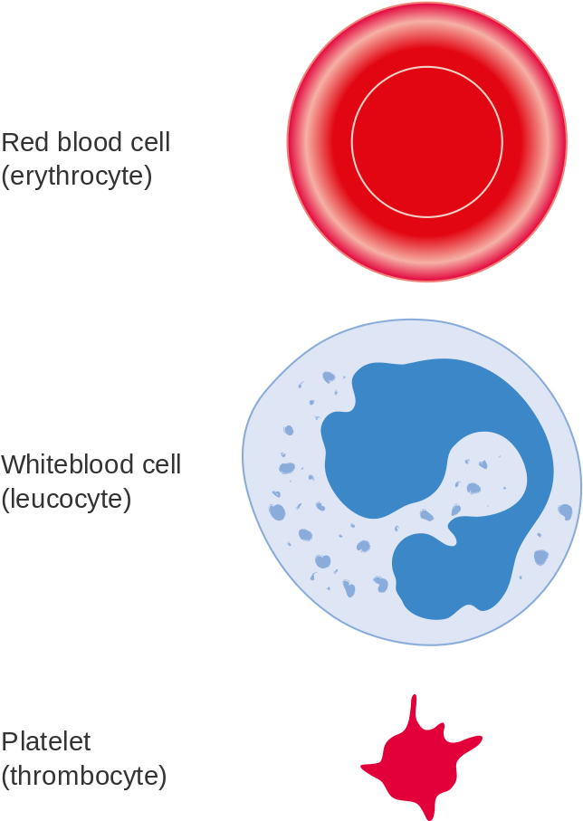 3 Cell Types In Blood Clipart - Full Size Clipart (#5740289) - PinClipart