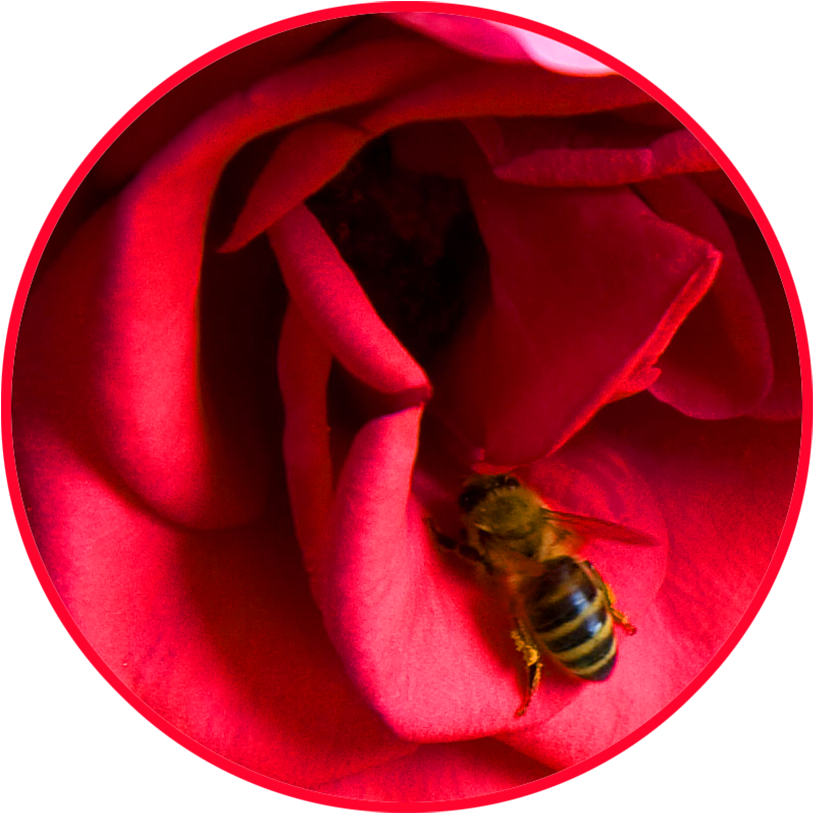 Red Rose Cirkle Honey Bee - Bee On A Rose Clipart - Full Size Clipart ...