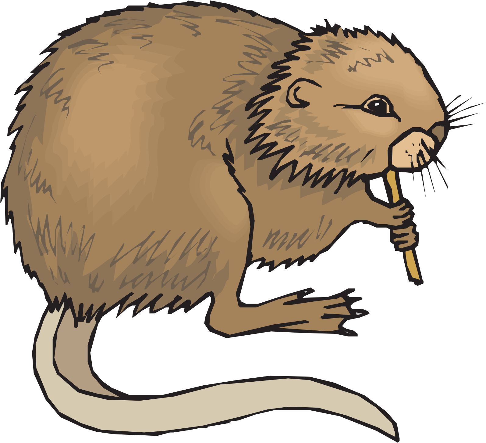 Download Muskrat Clip Art - Png Download (#5763855) - PinClipart
