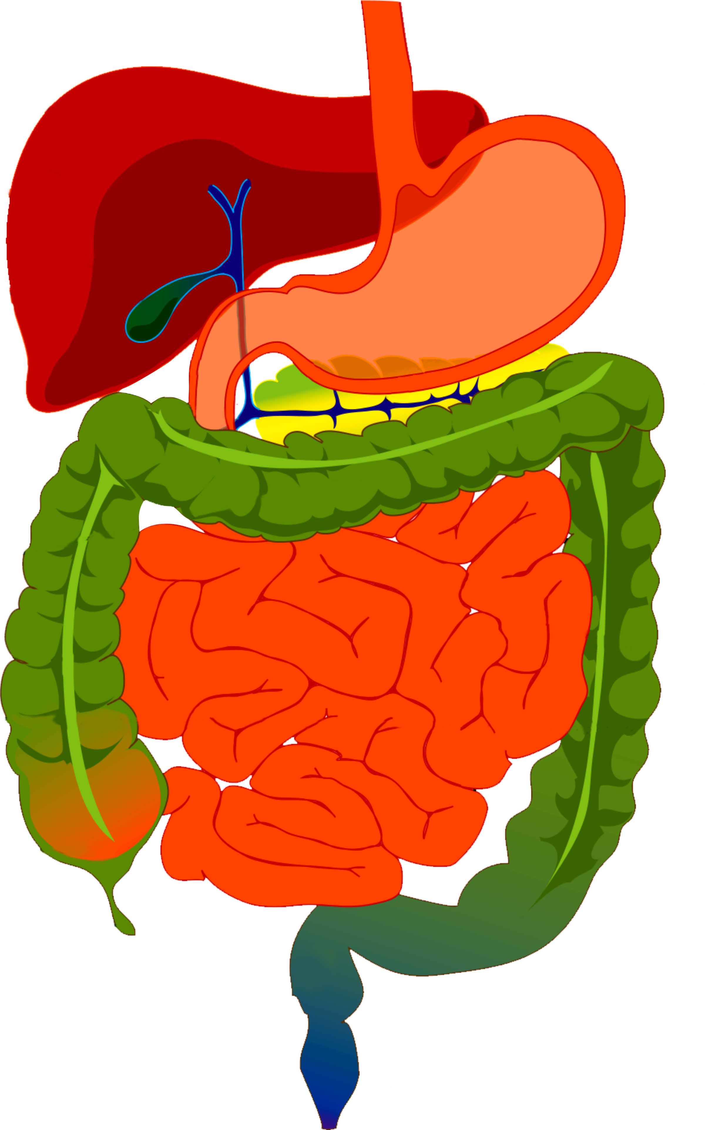 Gi Updates Digestive System Diagram Clipart Full Size Clipart Riset