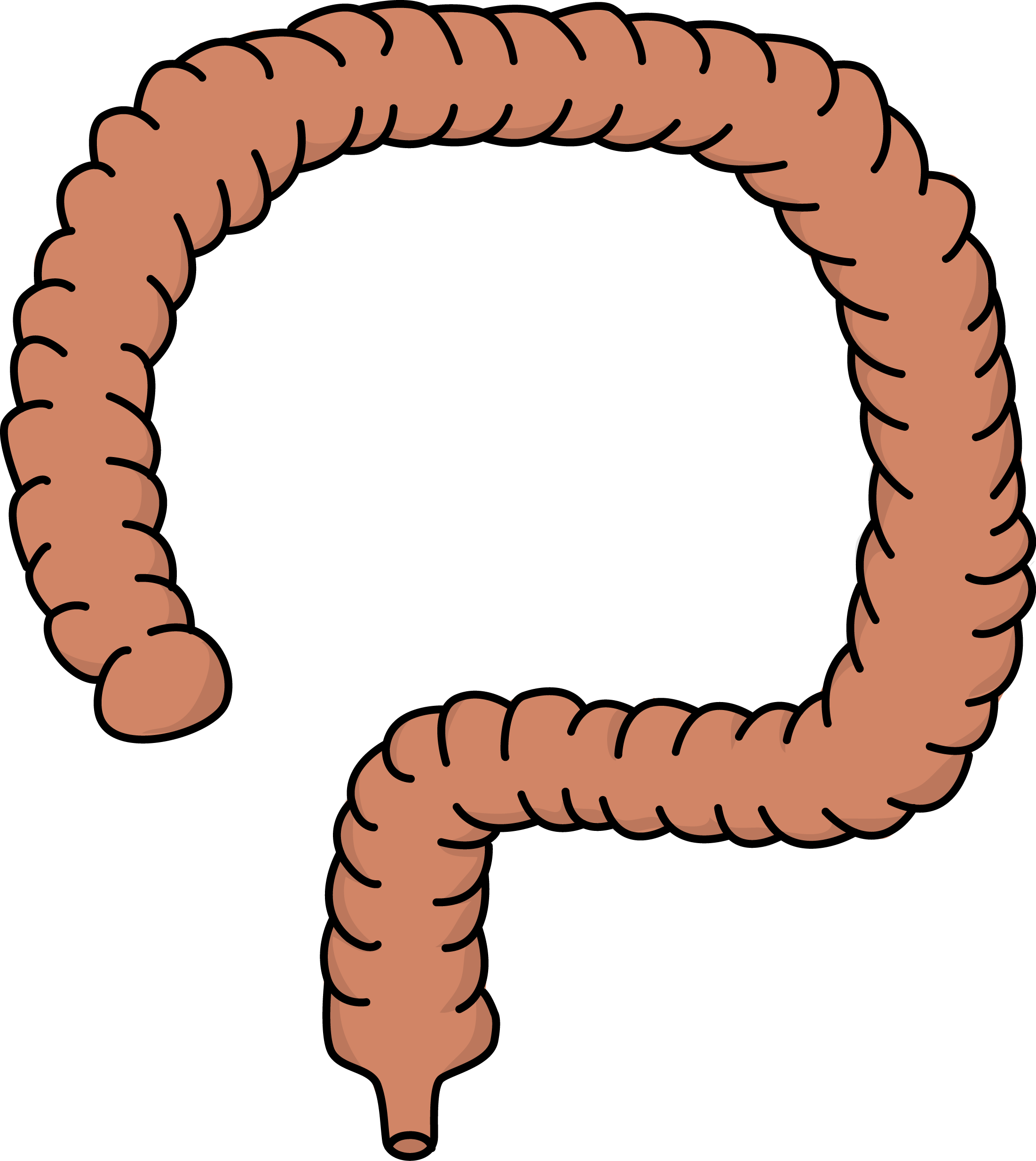 Transparent Intestine Clipart - Png Download - Full Size Clipart ...