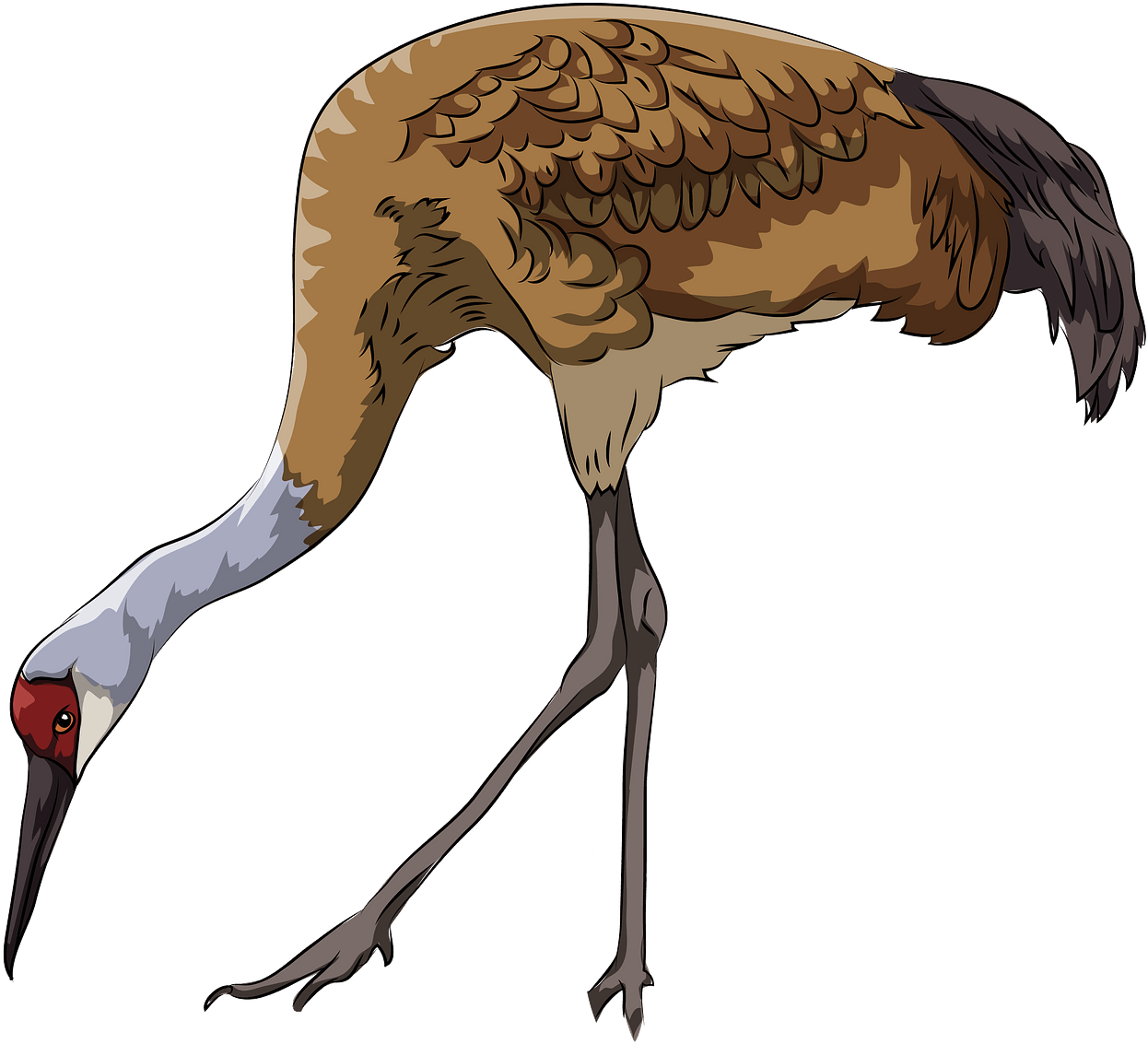 Sandhill Crane Clipart - Full Size Clipart (#5815438) - PinClipart