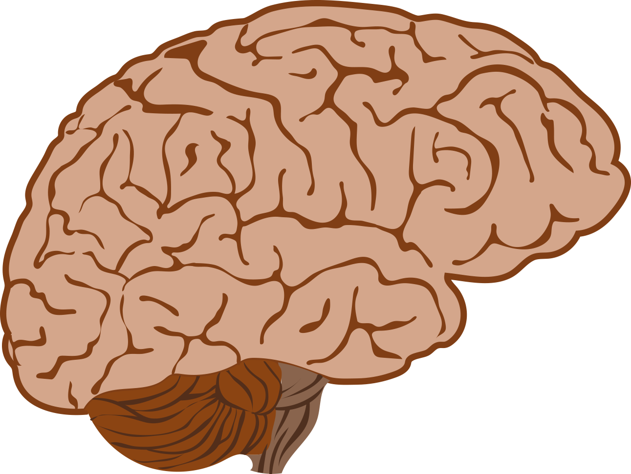 Weak Brain Cliparts - Clip Art - Png Download - Full Size Clipart ...