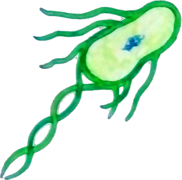 Coli, Or Escherichia Coli In Full, Is A Typical Example - Marimo Cells ...