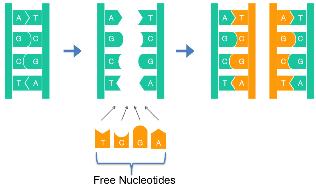 Dnareplication - Graphic Design Clipart - Full Size Clipart (#641065 ...