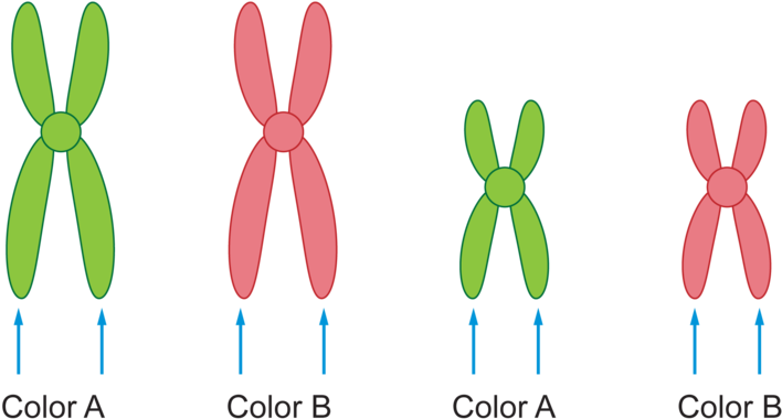 Download Vector Transparent Library Chromosome Drawing - Chromosome ...