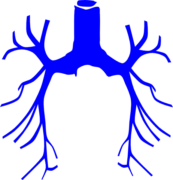 Bronchial Tree Clip Art At Clker Com Vector Clip Art - Lungs Clip Art ...