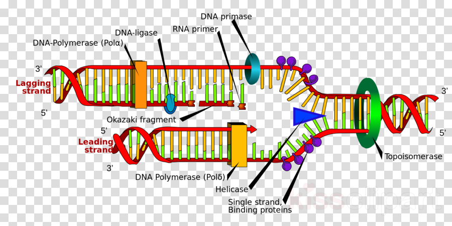 Download Dna Replication Clipart Dna Replication Biology - Labeled Dna ...