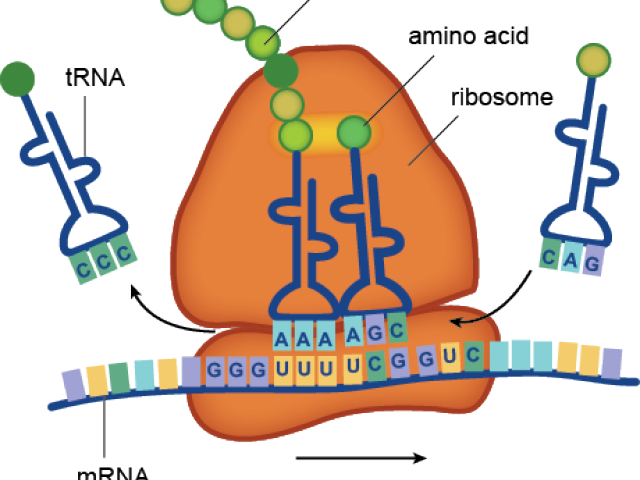 Download Dna Structure Clipart Clipart Transparent Background ...