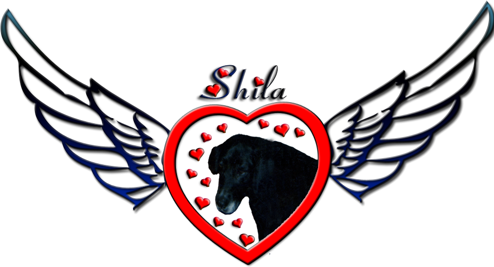 Shila - Shila Logo Clipart - Full Size Clipart (#707063) - PinClipart