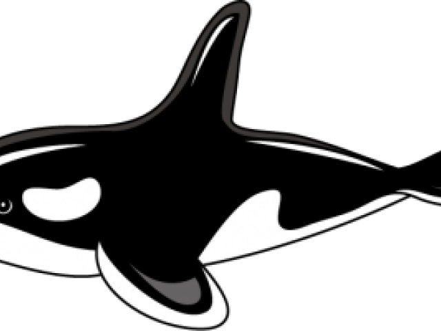 Orca Clipart - Killer Whale Clipart Png Transparent Png - Full Size ...