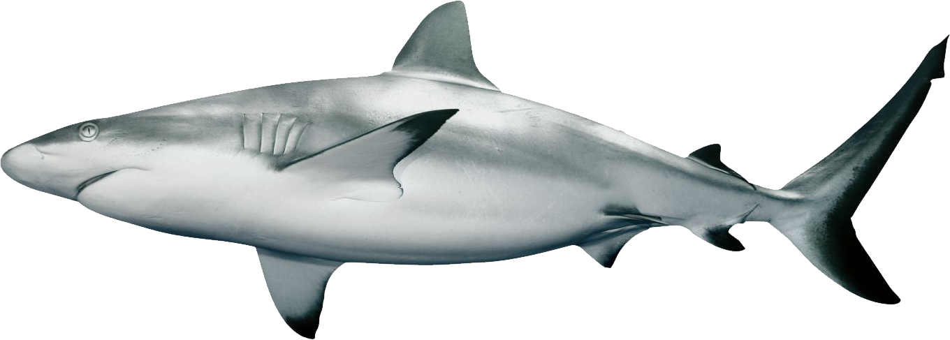 Shark Png Picture Stock - Grey Shark Clipart - Full Size Clipart ...