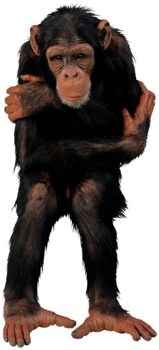 Singes - Psd Hd Clipart - Full Size Clipart (#755257) - PinClipart